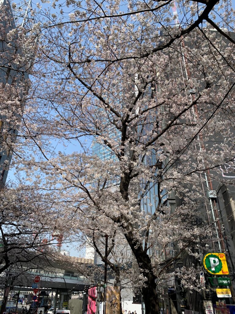 Sakura in Tokyo - Japan Greentea Co., Ltd.