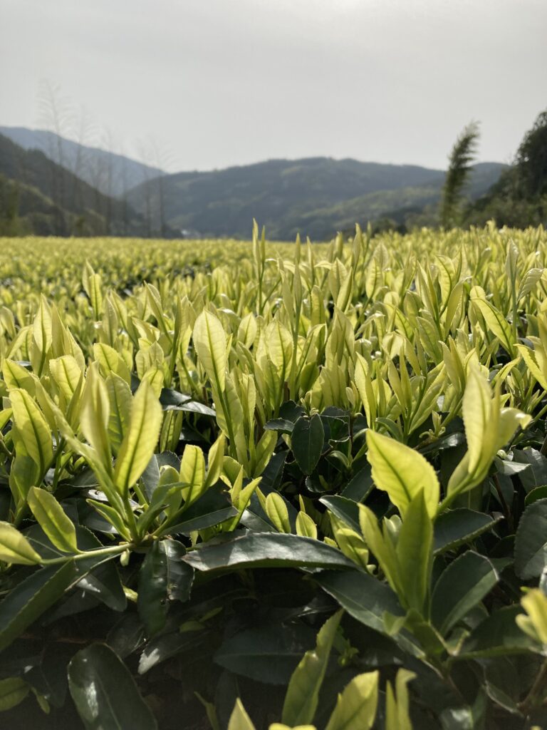 Rare tea – White leaf - Japan Greentea Co., Ltd.