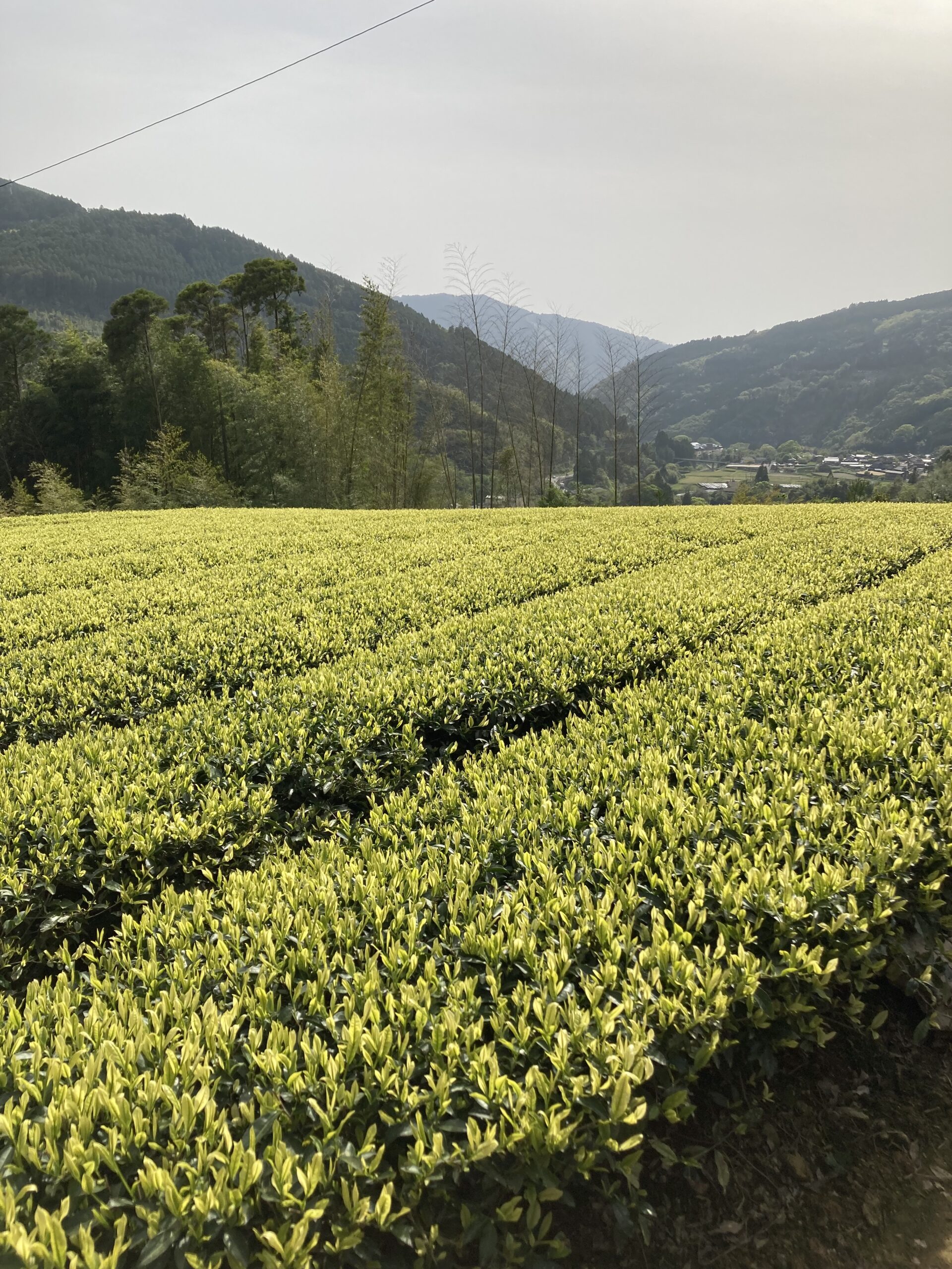 Rare tea – White leaf - Japan Greentea Co., Ltd.