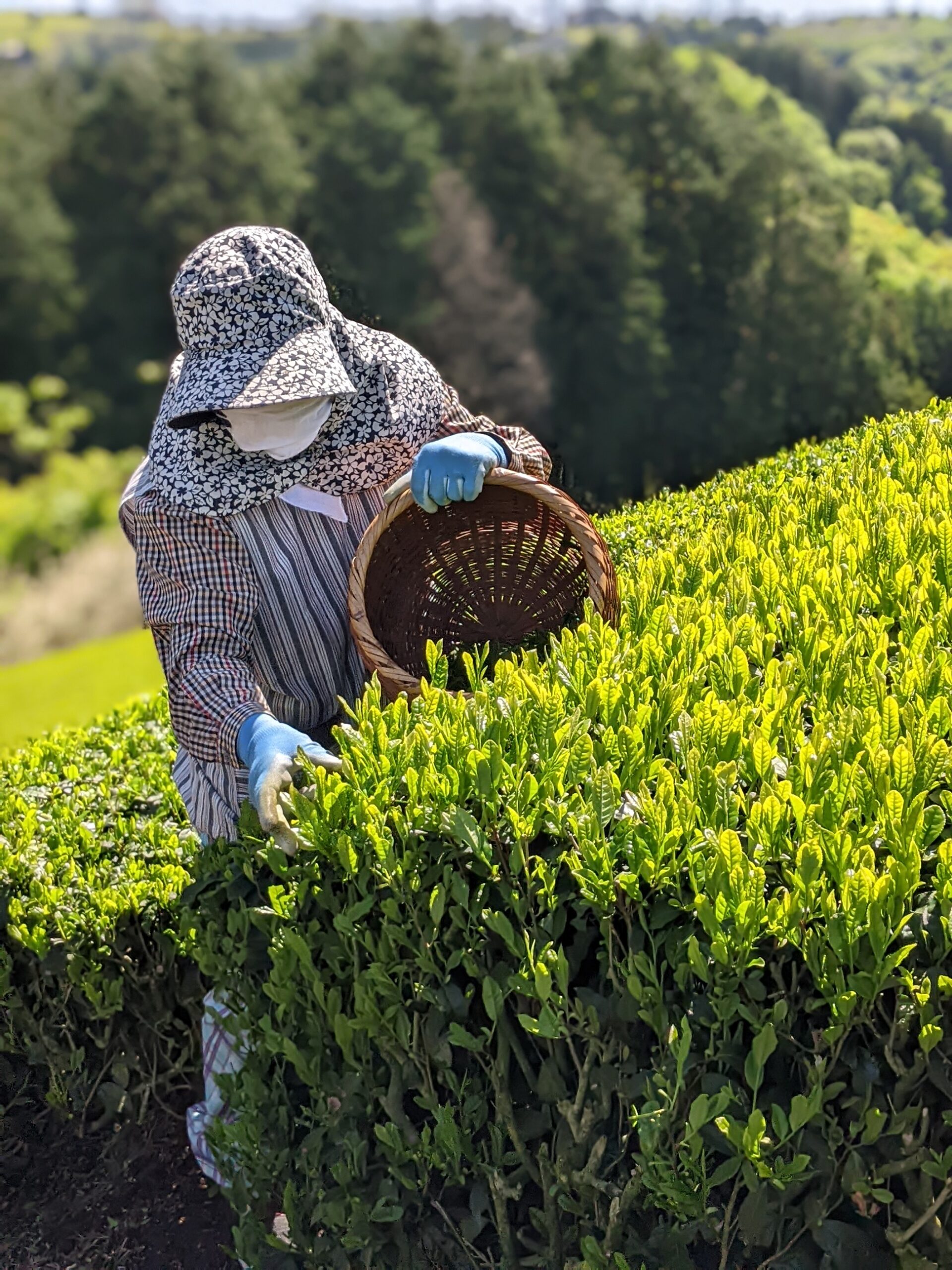 2023 Hand picked tea (Kakegawa, Shizuoka) - Japan Greentea Co., Ltd.