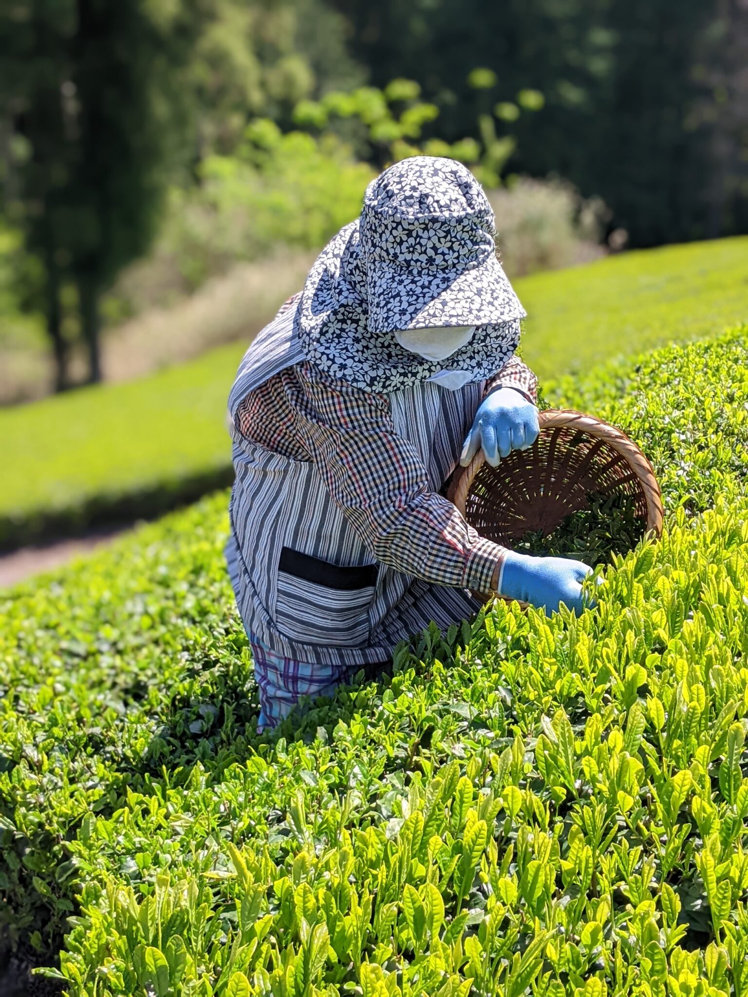 2023 Hand picked tea (Kakegawa, Shizuoka) - Japan Greentea Co., Ltd.