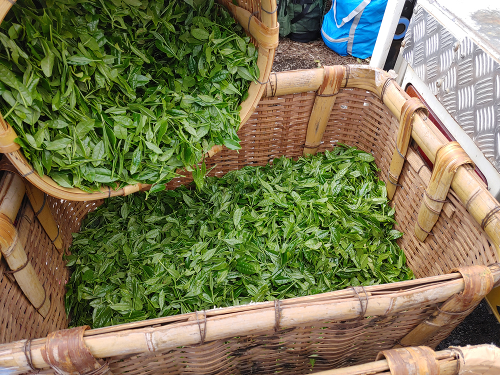 first pick in Shizuoka (Shimada, Shizuoka) - Japan Greentea Co., Ltd.