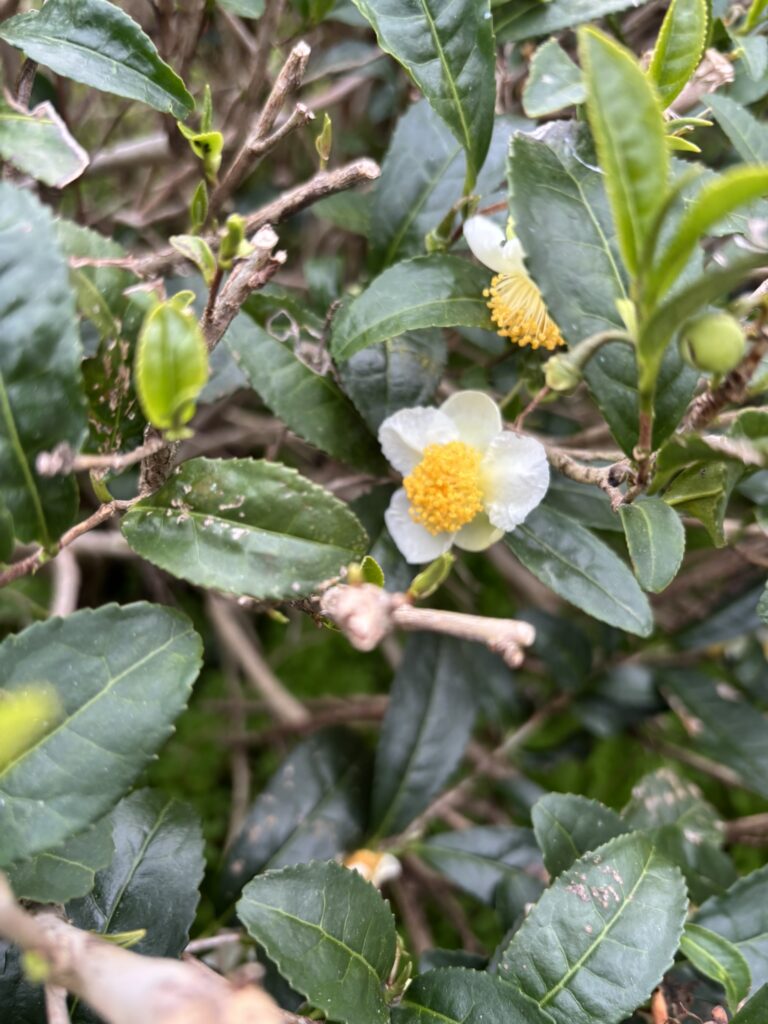 The Tea Tree Is Blooming - Japan Greentea Co., Ltd.